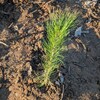 20 Loblolly Pine Tree Seedling Plugs Fast Growing Easy Planting - Etsy