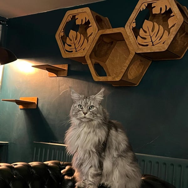 Cat Wall Furniture Full Set, Cat Wall Shelves, Cat Wall Bed, Cat Wall ...