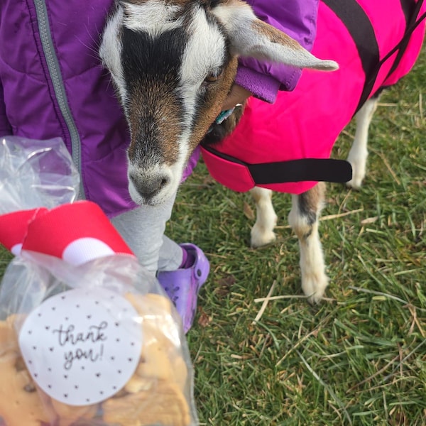 Insulated Goat Coat 24" Topline - Perfect for Pygmies - Etsy