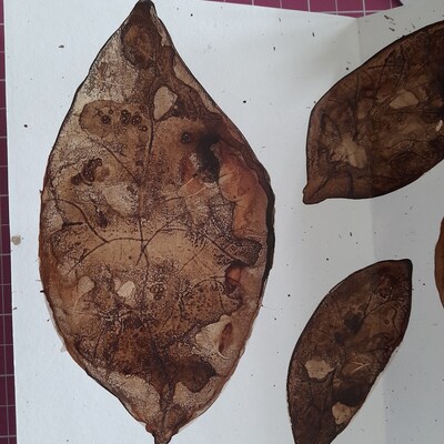 Walnut Ink 40ml - Etsy