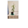 Ice Cream Dwarf Mango Tree Grafted - 18" to 24" - Etsy