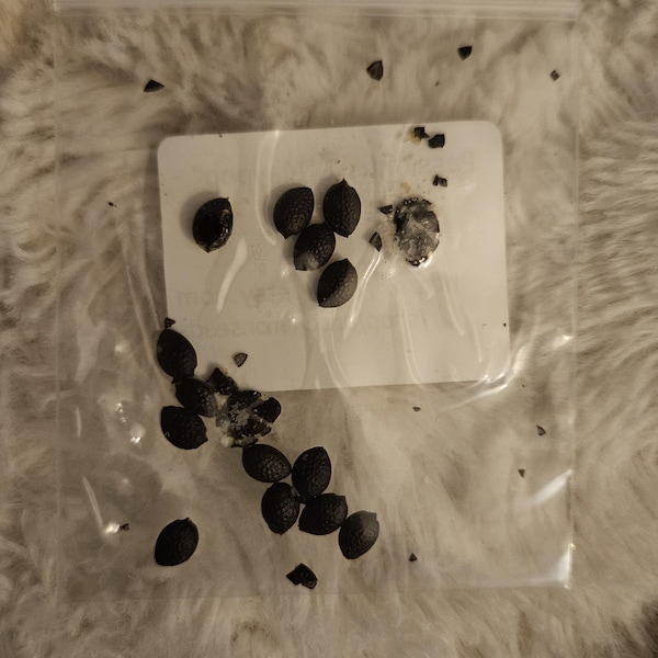 20 Seeds Common Barberry Bush - Berberis Vulgaris - Edible Berries - Etsy