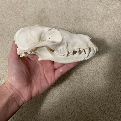 Real Arctic Fox Skull vulpes Lagopus, Professionally Cleaned, Degreased ...