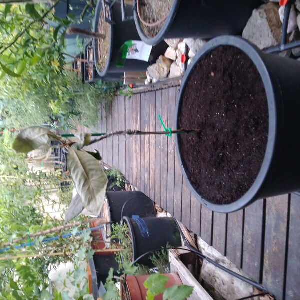 5 Japanese Ume Fruit Tree Cuttings, or Plum Fruit Tree Cuttings App 5 ...