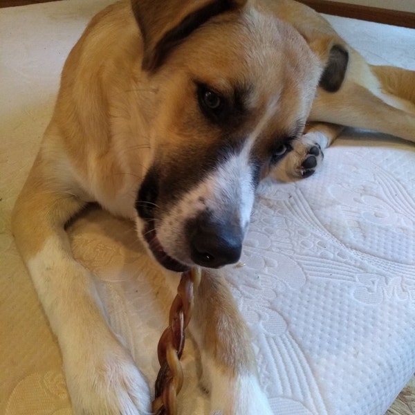 Lof Dog No Pull H-type Harness With Handle, Designed to Fit Dogs Body ...