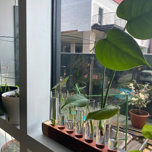 Black Walnut Propagation Set of 3 / Hydroponic Rooting Vases / - Etsy