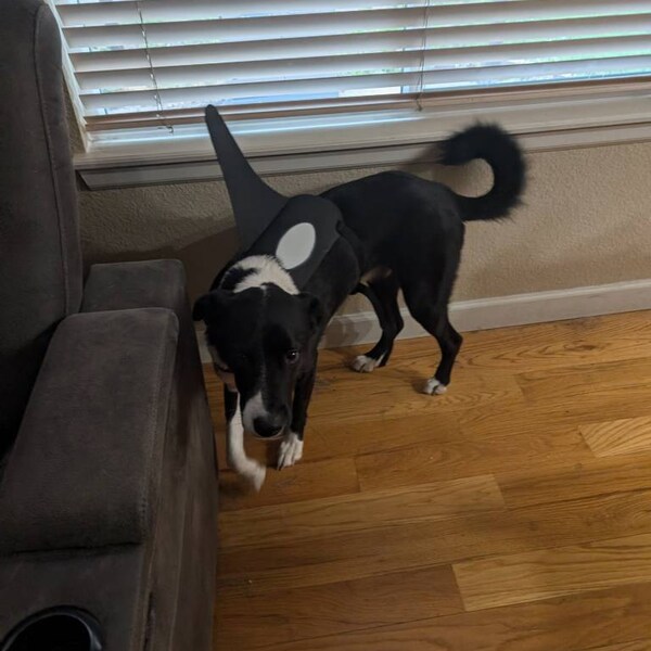 ORCA Fin for Your Large Dog. Killer Whale Fin for Your Large Dog - Etsy
