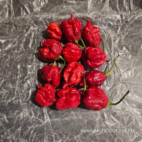 Carolina Reaper Hot Sauce 30% Pure Carolina Reaper Pepper - Etsy