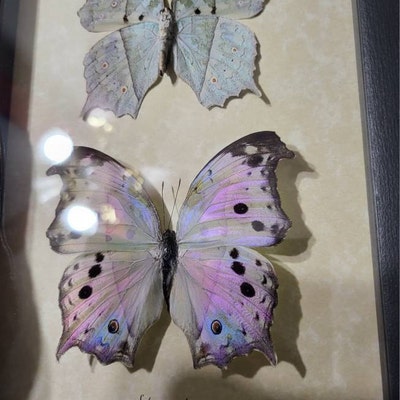 Stunning Diamond Morpho Collection Real Framed Blue Morpho - Etsy