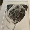 Bijon Art, Bijon Drawing, ORIGINAL Drawing, Bijon Sketch, Dog Art, Dog ...