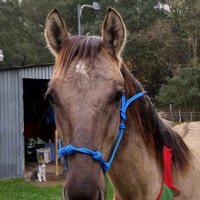 THIN Rope Halters, Mini Halter, Trail Halter - Etsy