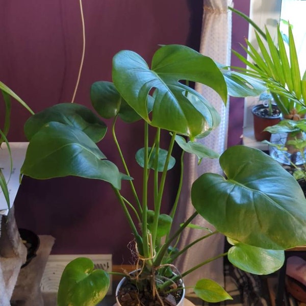 Monstera Deliciousa Live Indoor Plant, Easy Care Low Light Houseplant ...