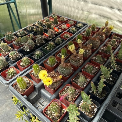 4 Pack 2 Assorted Varieties Succulents Potted - Etsy