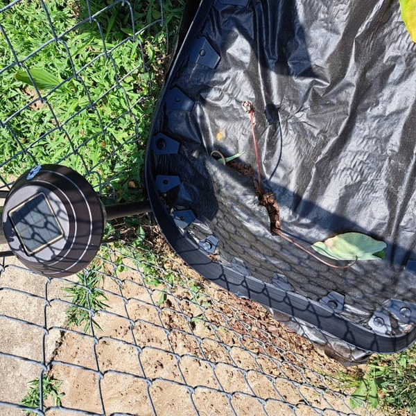 LIVE Pacay Icecream Bean Tree 'inga Feuillei' Rooted in a Small Pot ...