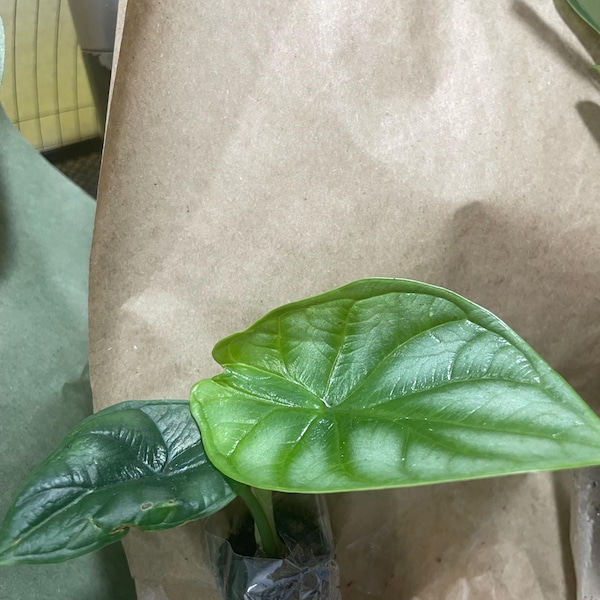 Alocasia Sinuata “quilted Dream” Starter Plant (ALL STARTER PLANTS ...