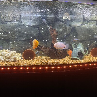 Silver Medley Rock / HD Stone Aquarium Background Rocky Fish Tank ...