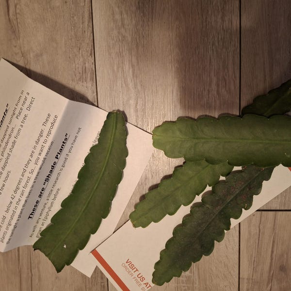 German Empress Epiphyllum 1 Cutting disocactus Phyllanthoides 6 8 ...