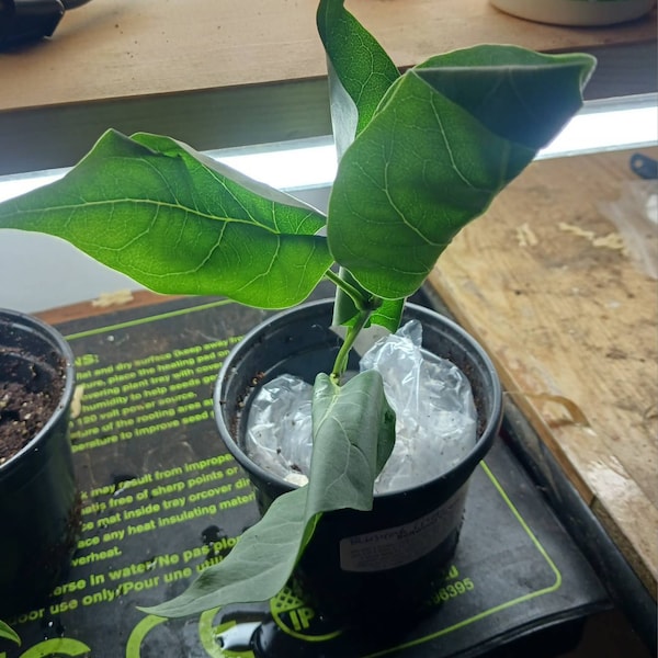 Blushing Lilac Cuttings 'krasavitsa Moskvy' Live Plant Cutting No Roots ...