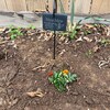 Pet Chicken Hen Memorial Garden Sign With Hanging Stake - Honor Your ...