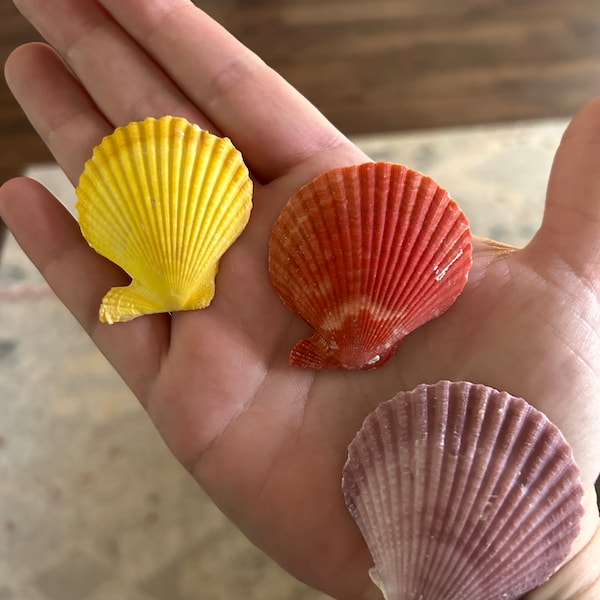Colorful Scallop Pectin Seashell Pairs - Small Pectin - Colored Pectin ...
