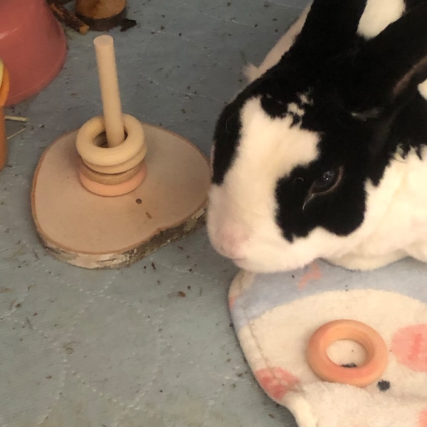 Ring Toss Rabbit Foraging Toy, Small Pet Gift for Bunnies, Guinea Pigs ...
