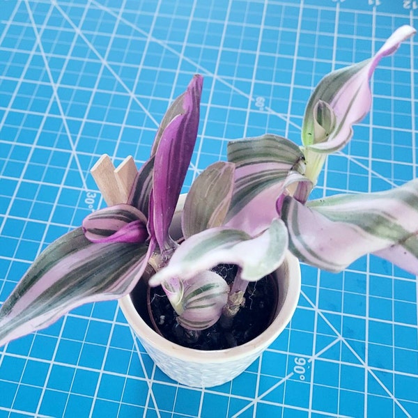 Hoya Assortment Set, 4 Inch, Set of 3, Variety Random Different Growers ...