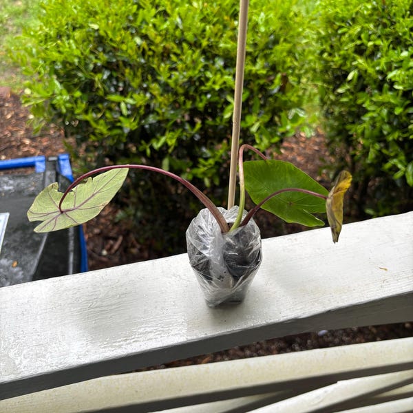 Royal Intenz Magnifica Medinilla Plant~~live Well Rooted Starter Plant ...