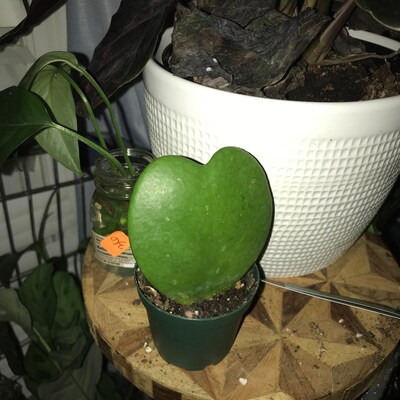 Green Hoya Kerrii Heart / Original Sweetheart Plant / Mothers Day Plant ...