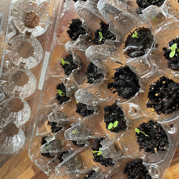 Frizzle Sizzle Yellow Blue Swirl Pansy Seeds 25 Thru 1,000 Seeds - Etsy