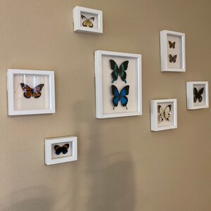 Real Framed Butterfly Monarch Butterfly Display 6x6 - Etsy