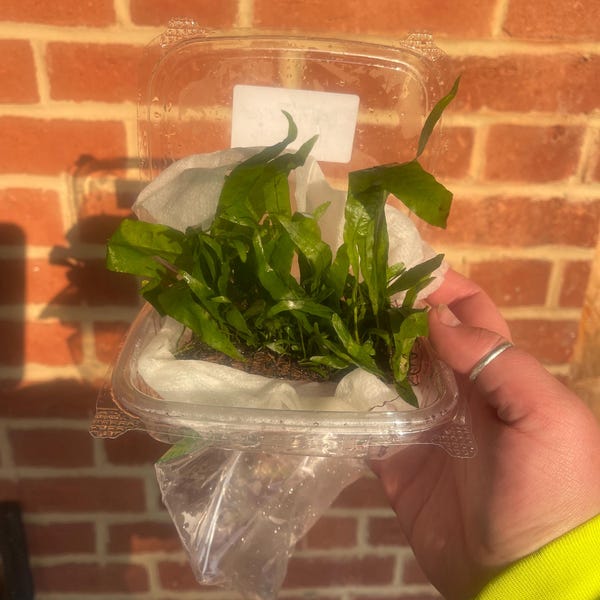 Java Fern 'petite' (microsorum Pteropus) Mat - Live Aquatic Plant for ...