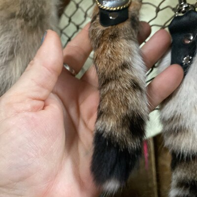 Bobcat Tail Keychain - Etsy