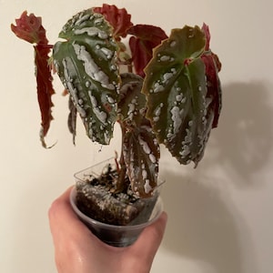 Begonia Baik X Begonia Ocellata Hybrid - Etsy