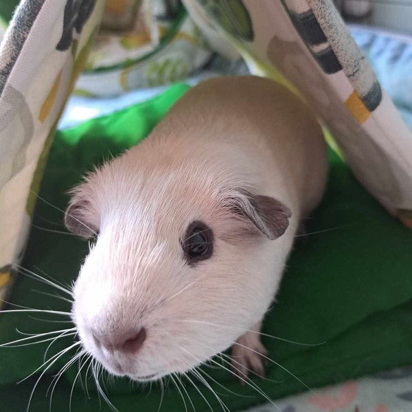 Guinea Pig Bed. Cuddle Cup. Guinea Pig Hideout. Bed for Guinea Pig ...