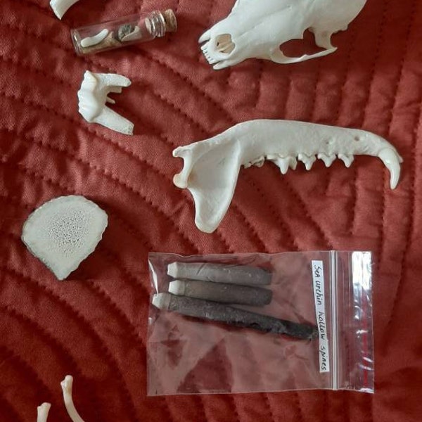 Natural History Mystery Box: Bone, Fossil & Mineral Collection - Etsy