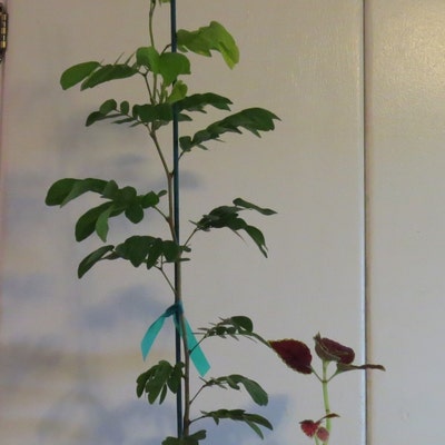 POWDER PUFF WHITE Tree Live Plant Calliandra Haematocephylla Alba ...