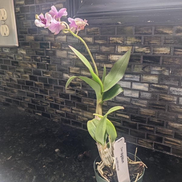 Dendrobium Biggium 2 Pot, Miniature Orchid, Small Dendrobium Orchid ...