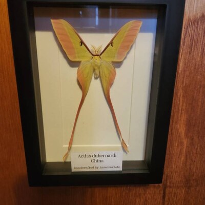 Real Framed Ghost Silk Moth Gold Tarot Print Ceranchia Apollina Dried ...