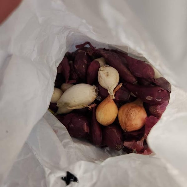 Taro Root , Whole Taro Roots, Taro Root is a Versatile Plant, Used as a ...