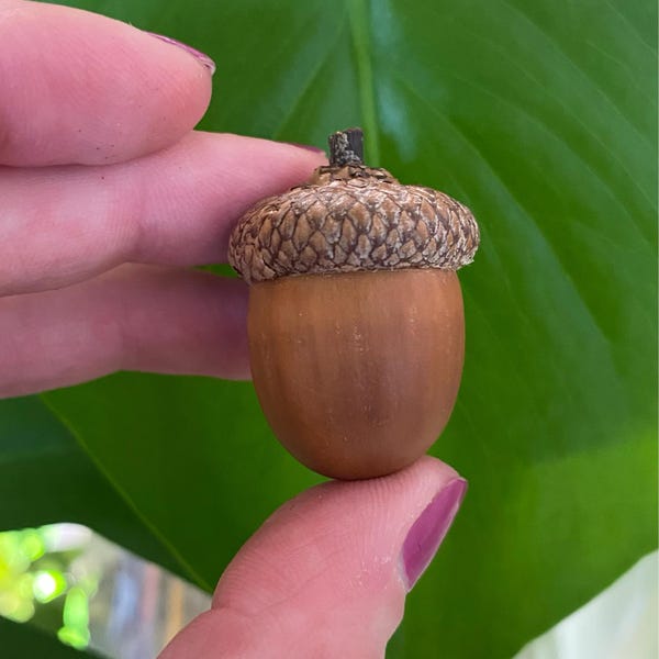 2025 Germinated Utah Red Oak Acorn Sprouted Sets for Growing Northern ...