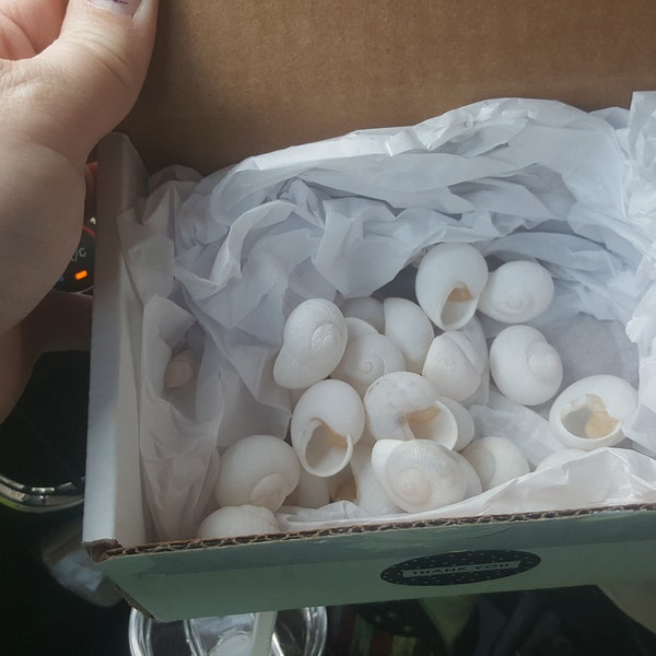 GOLD*** Giant Apple Snail Shells for Crafting, Craft Shells, Craft ...