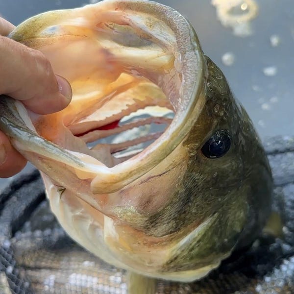 1 Inch Single Tail Grub, 10 per Package - Etsy