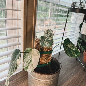 Variegated Philodendron Ring of Fire - Etsy