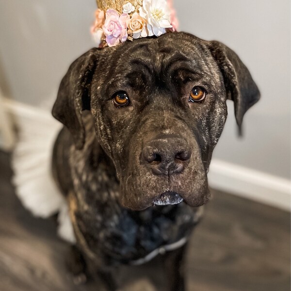 Pearl Sparkle Dog Tutu, Pet Tutu, Pet Clothing, Pet Outfit, Pet Party ...
