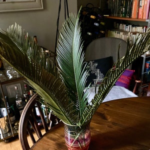 RAINBOW Dried Sago Palm Leaves 1st, Multicolor, Natural Dry Flower Home ...