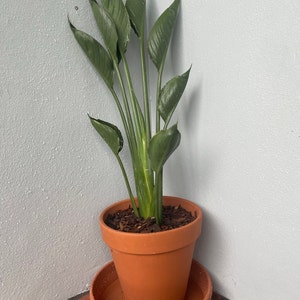 Variegated Tri Color Ginger Tropical Plan,t Red, Green, White, Garden ...