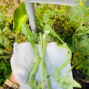 Green Tree Collard aka Tree Kale Perennial Green 30 Seeds - Etsy