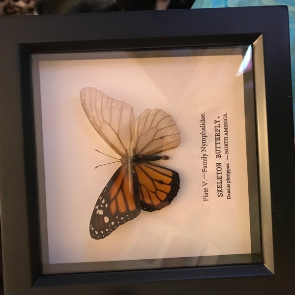 Real Monarch Butterfly Skeleton Science Oddity Curiosity - Etsy