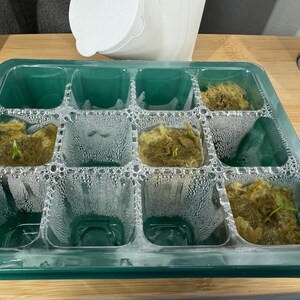 Dragon Cayenne Hot Pepper Seeds - Etsy