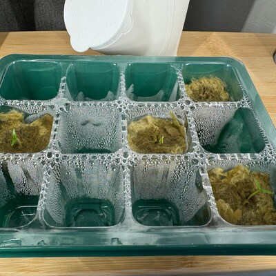 Dragon Cayenne Hot Pepper Seeds - Etsy